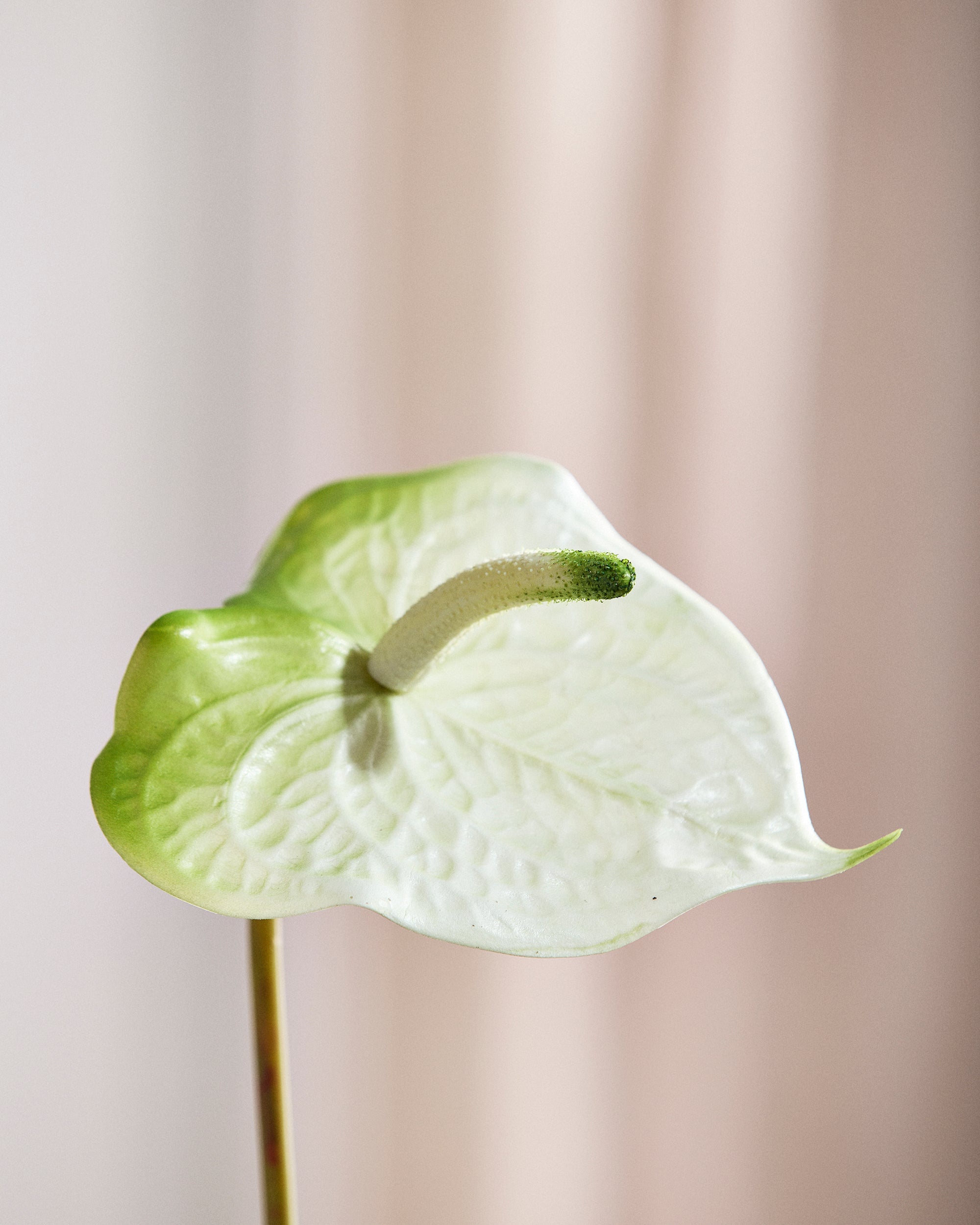 Anthurium – Okholm Studio
